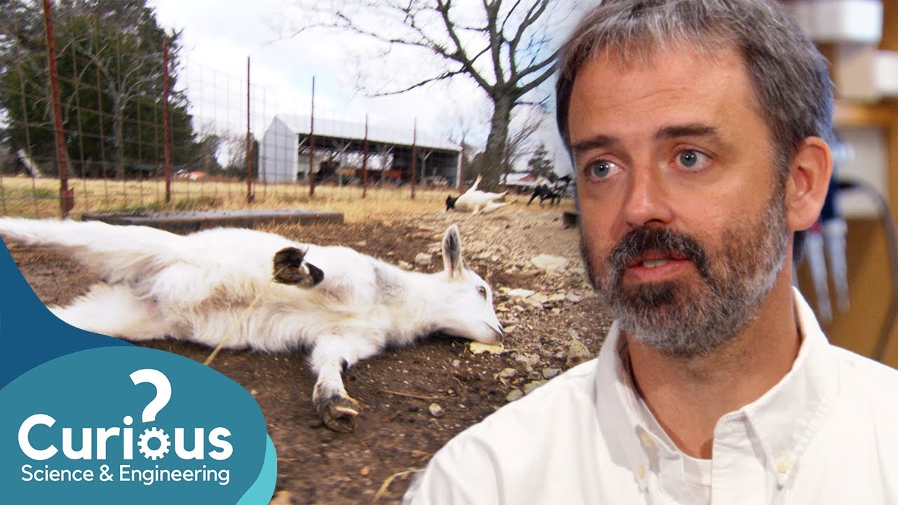 Why Do Goat's Freeze? | ExperiMental | Curious?: Science and Engineering
