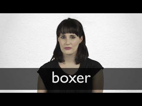 BOXER - Meaning & Translations | Collins English Dictionary