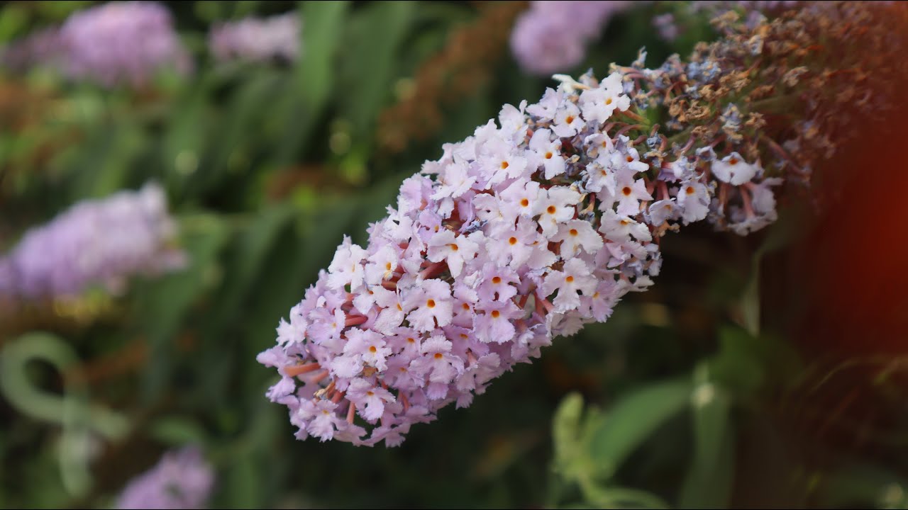Buddleja davidii - The Butterfly Bush - characteristics and care - Summer Lilac