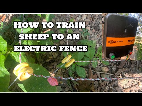 How do you train sheep or livestock to an electric fence?