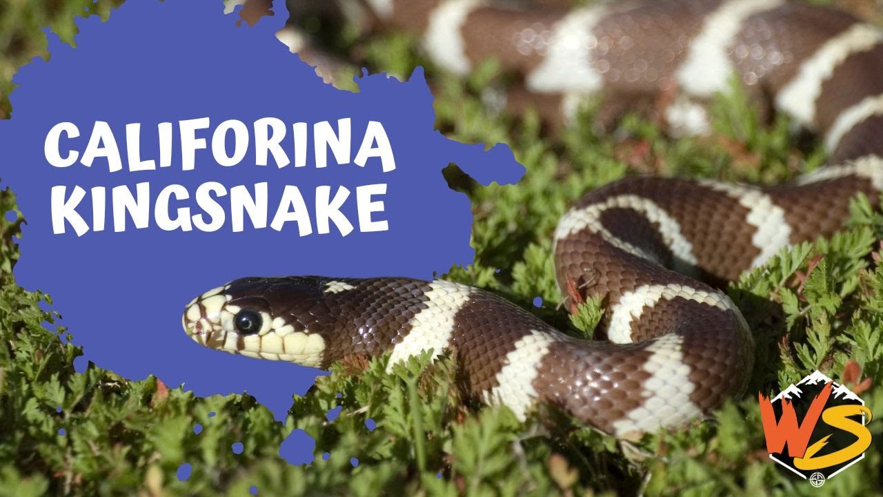 10 Best Pet Snakes for Beginners | Choosing the Right One
