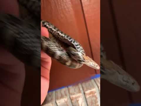 HUGE Eastern Milksnake found in Basement! #herping #michigan #easternmilksnake
