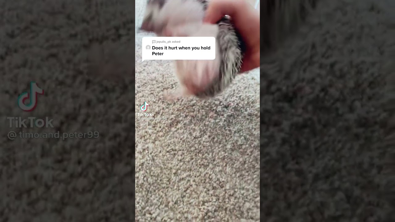 Holding a hedgehog without getting hurt😳😳