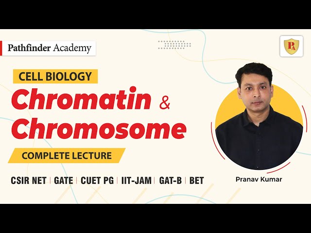 Understanding Chromatin and Chromosomes in Eukaryotic Cells | Galaxy.ai