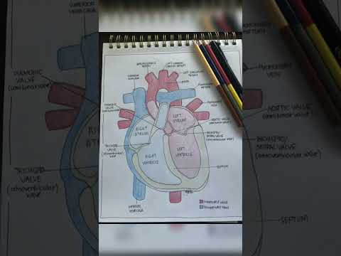 Draw Heart with labels anatomy