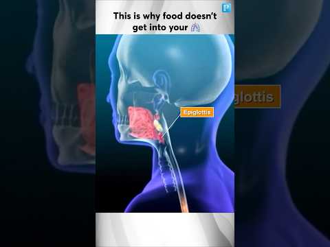 How the Epiglottis Safeguards Our Breathing!