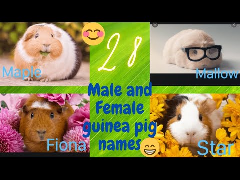 28 Female And Male Guinea Pig Names! #1