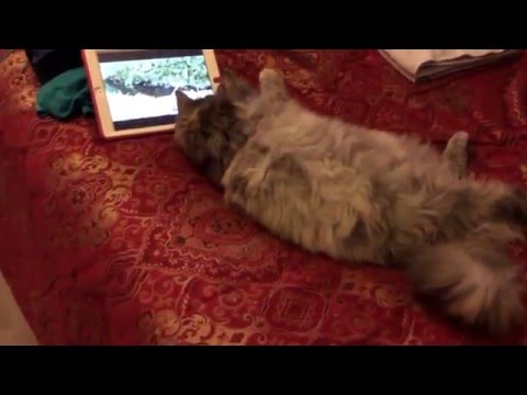 Chrissy Reacts to Bird Video for Cats Apr 6, 2016