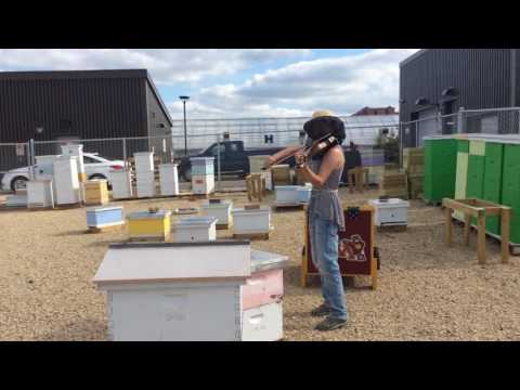 Making Mite Monitoring Fun- Game of Thrones