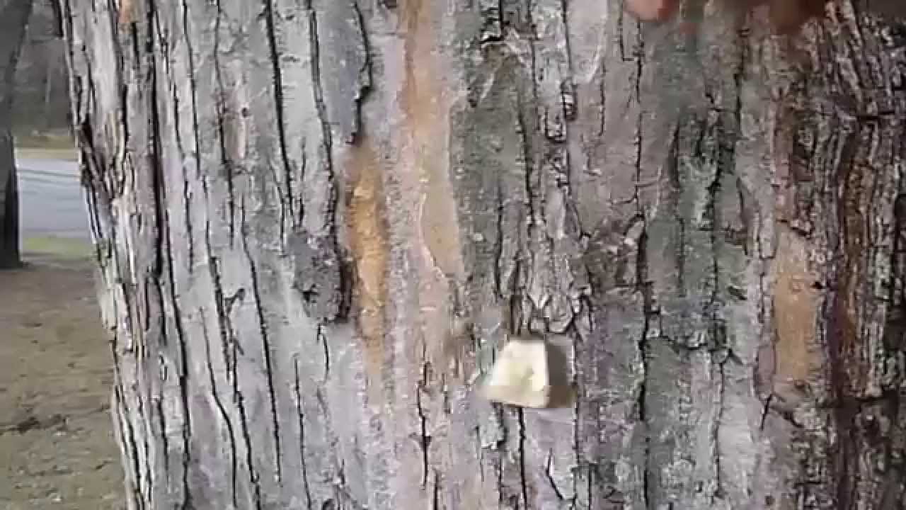 Northern Flying Squirrel Feeding Station