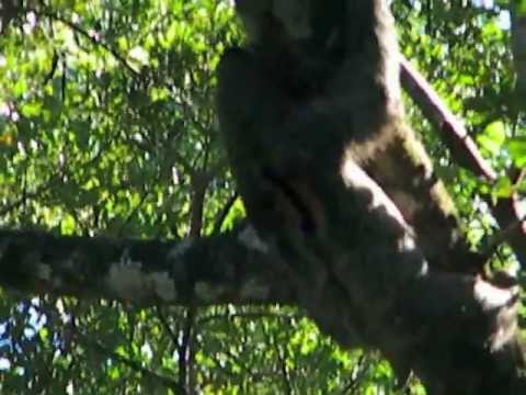 Sloth Moving Fast Video outside of one of our workshops. He must have ...