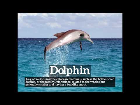 How to Say Dolphin in English? | What is Dolphin? | How Does Dolphin Look?