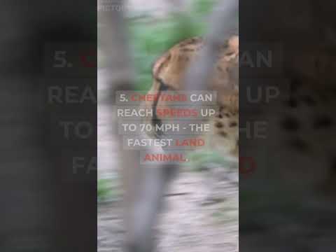 Unbelievable Animal Facts That Will Shock You! part.2