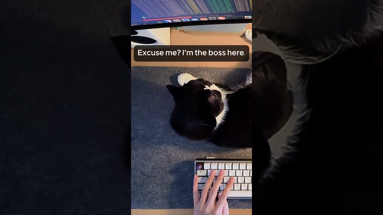 My purrfect coding assistant. 😻#catsofinstagram #coding #programmer #aiassistant #developer