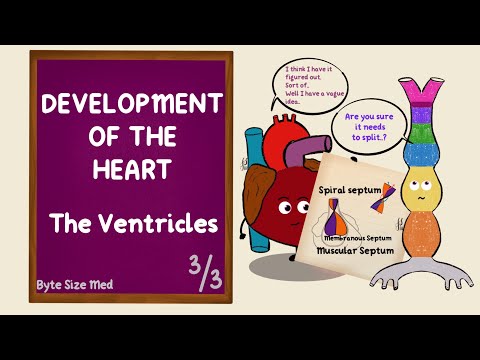 Development of the Ventricles | Spiral Septum | Development of the Heart | Part 3/3 | Embryology