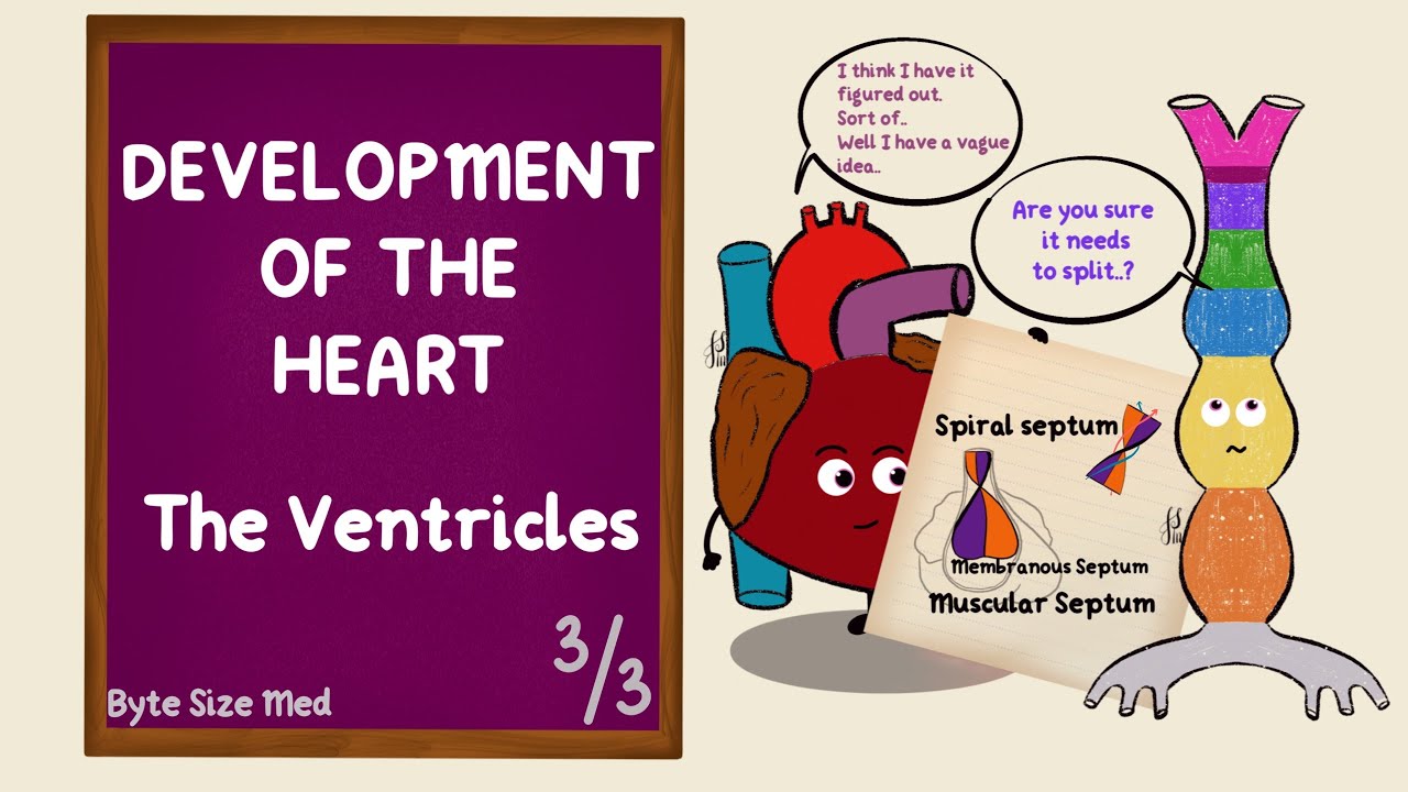 Understanding the Development of the Heart's Ventricles and Outflow ...