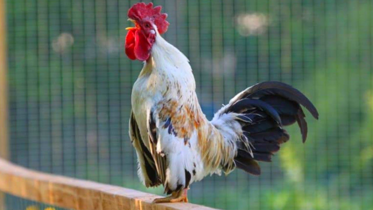 rooster crowing passes out