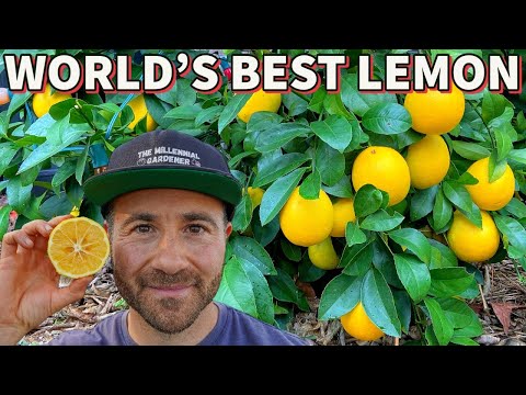 How To Grow BUSHELS Of The World's BEST Lemon!
