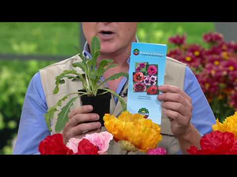 Roberta's 4-piece Striking Perennial Oriental Poppy on QVC