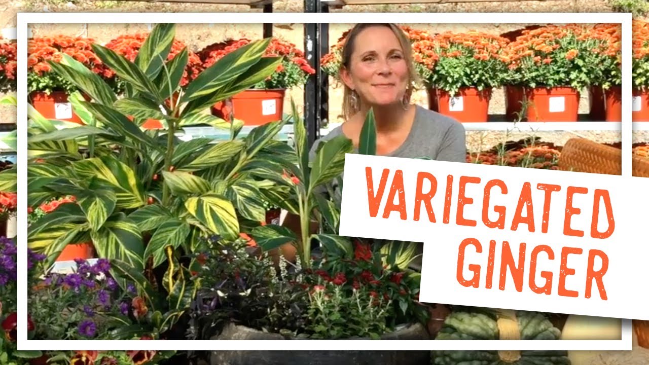 Plant Spotlight: Variegated Ginger