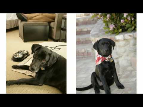 What to Expect from a Pet Friendly Hotel