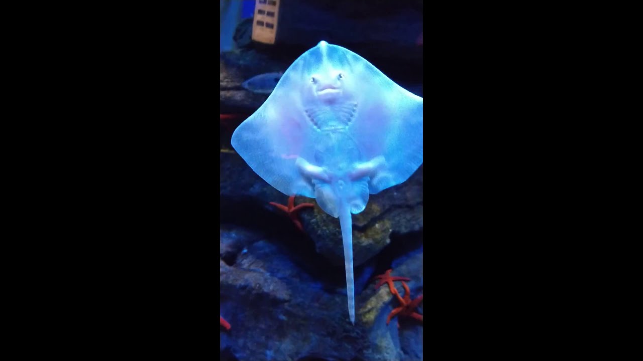 Cute smiling baby stingray dancing