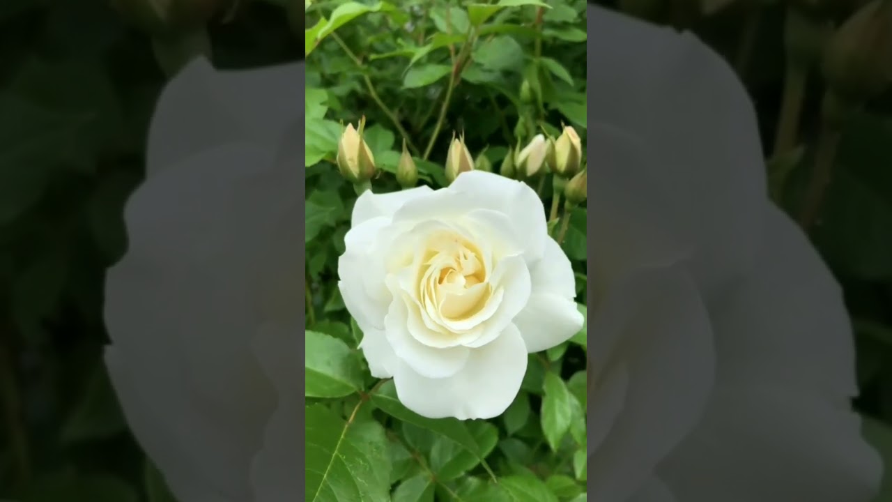white rose flower ☀️