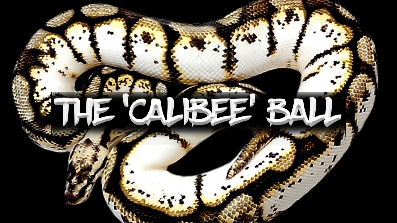 The 'Calibee' Ball Python