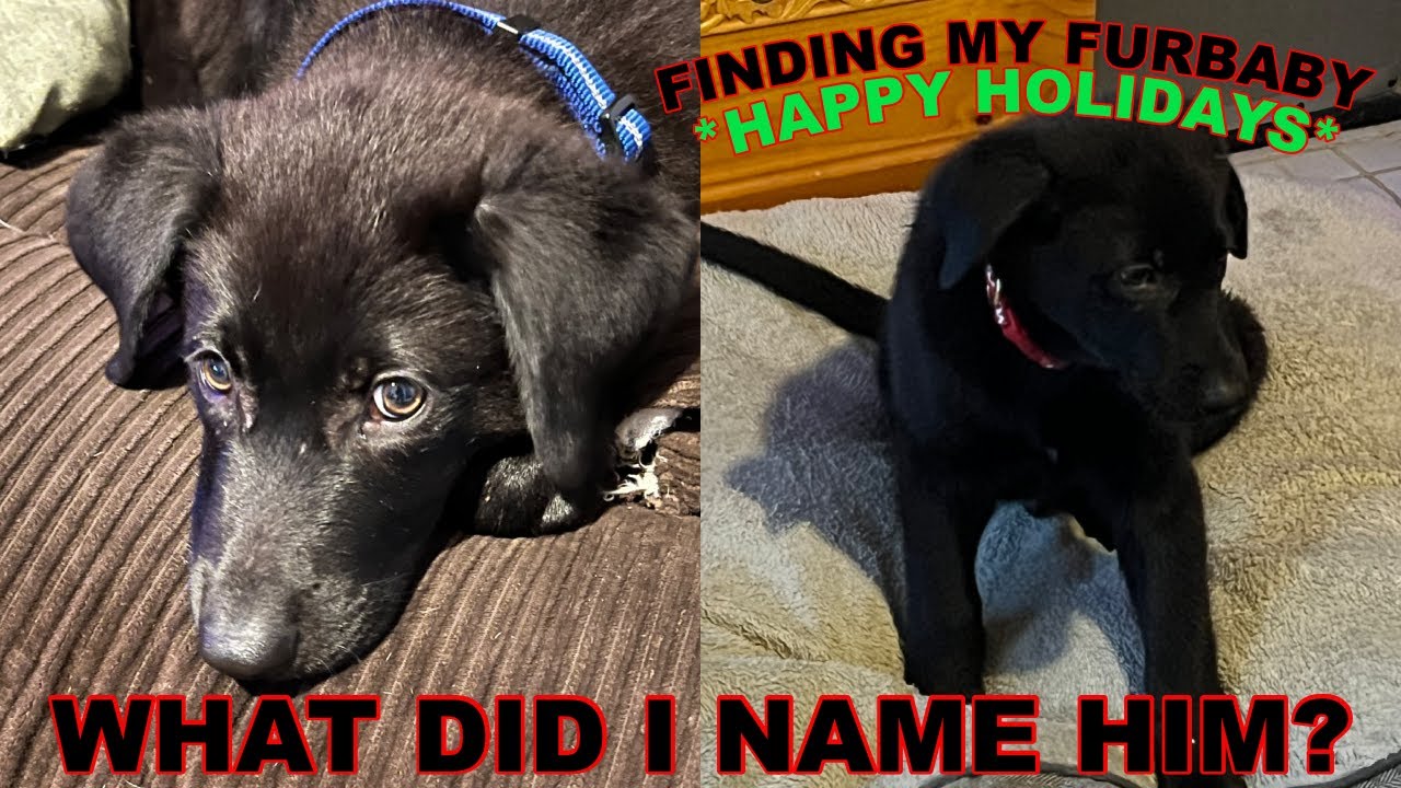 716 PAWS (My Adoption Experience)