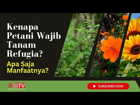Tanaman Refugia: Pelindung Alami Tanaman dari Hama