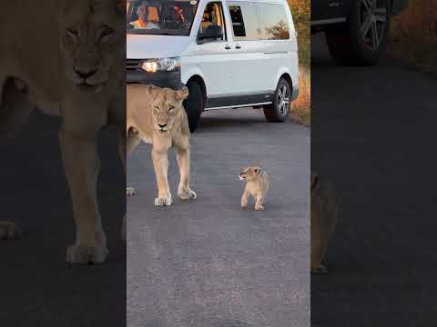 Tiny Lion Cub β€οΈπ¦ #amazing #nature #animals