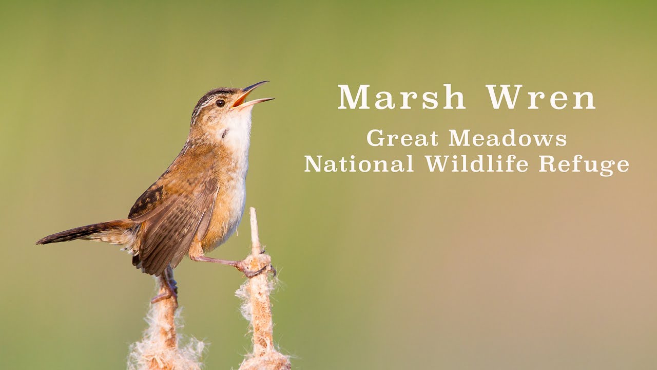 Marsh Wren, Great Meadows National Wildlife Refuge