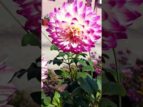 Scientific name of Dahlia #shorts #viral #youtubeshorts