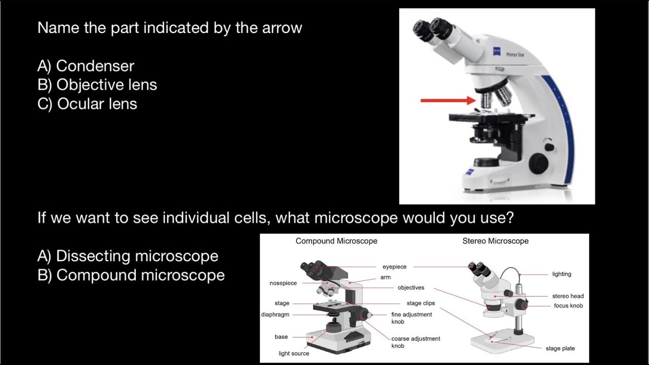 Dissecting microscopes vs. Compound microscope
