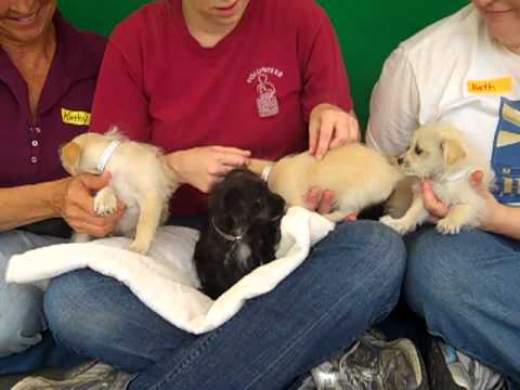 Jubilee A4478784 Brett A4478786 Gino A4478787 Garth A4478788 ALL ADOPTED!!!