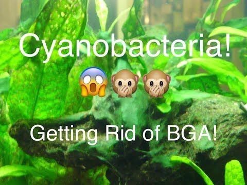 Cyanobacteria- Getting Rid Of Blue-Green "Algae"
