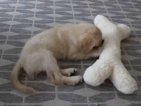Orvis Woolly Chew Bone dog toy