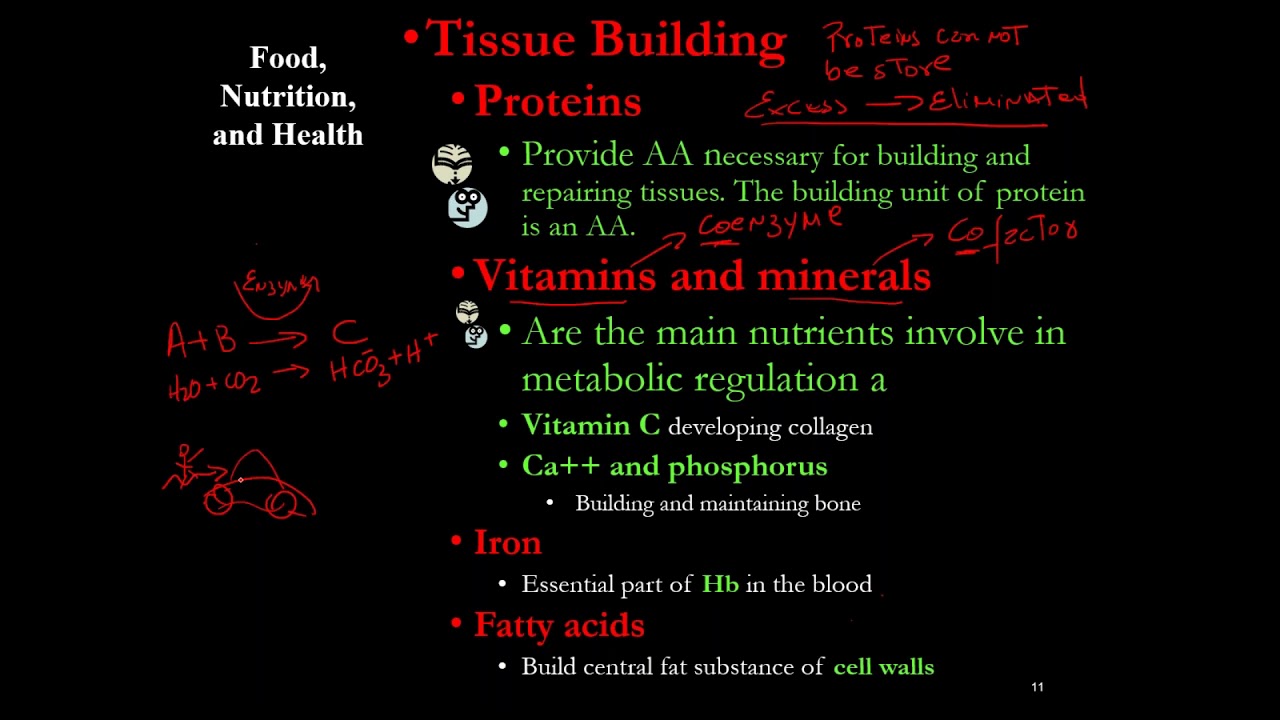 Nutrition Final Exam Review 2020