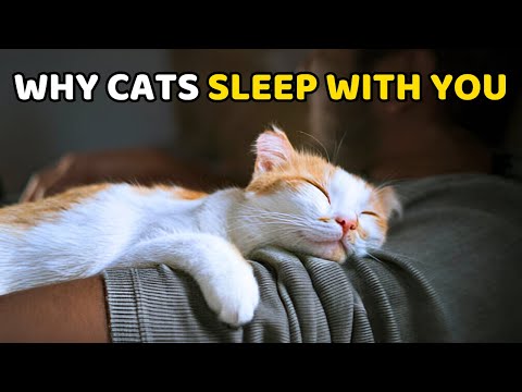 If Your Cat Sleeps in Your Bed, Theyβre Trying to Tell You This!