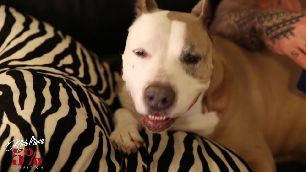 Part 2 | Living Room & Downstairs | Rich Piana's CRIBS-style New House Tour over 5,000+ sqft.