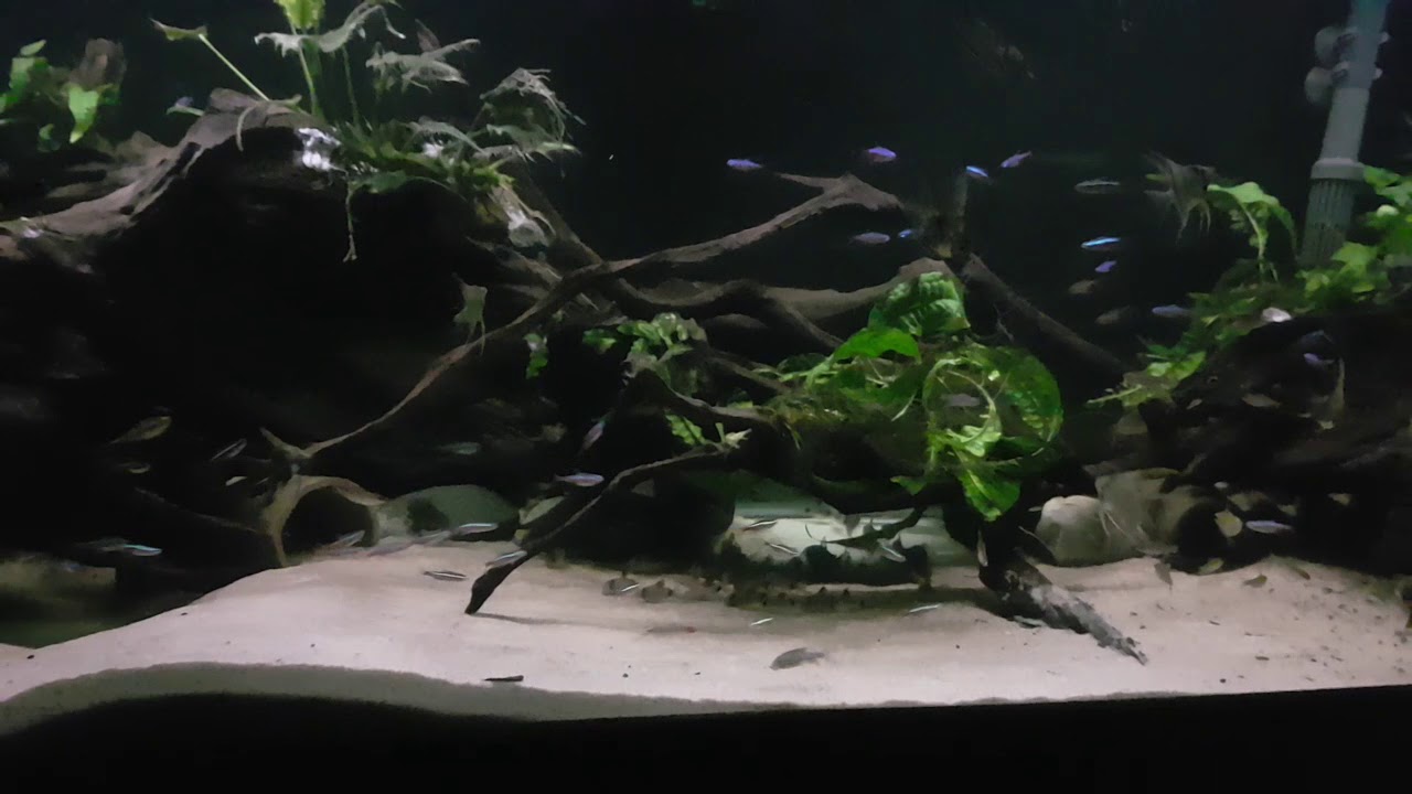 Corydoras Catfish • Care Guide (Types, Mates & Diet)