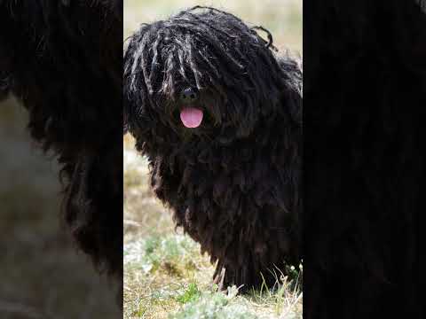 Puli Pizzazz: The Dynamic Puli Breed 🐾 #dogfacts #Dogs #Puli
