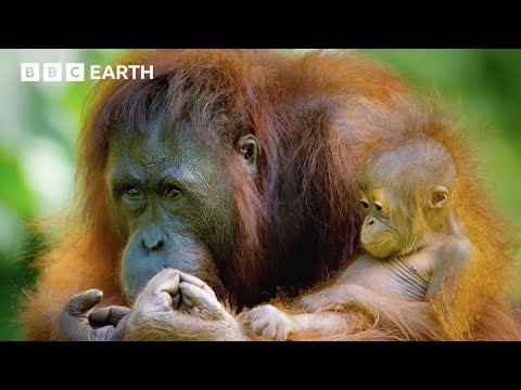 We Share 97% Of Our DNA With Orangutans | Asia Fun Facts | BBC Earth Kids
