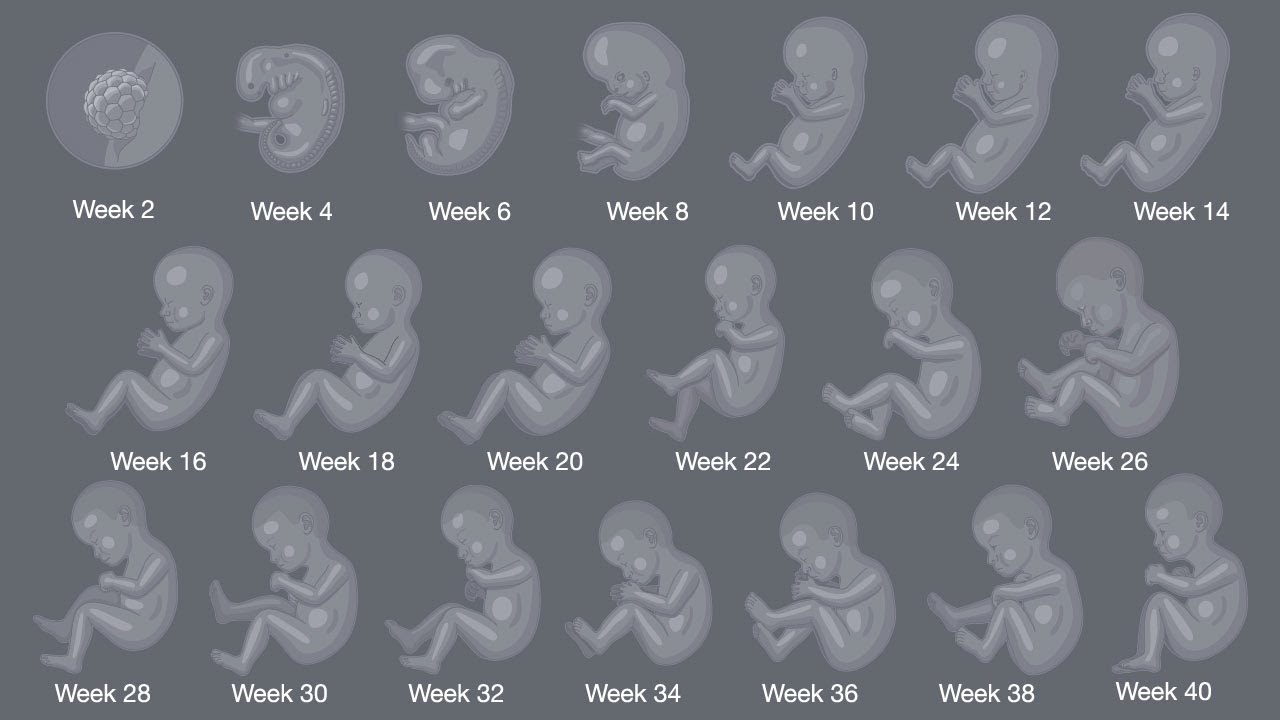 Birth Defects - What is a Birth Defect?