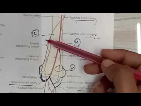 |ANASTOMOSIS AROUND ELBOWJOINT | easy explanation in tamil with handwritten notes (b.dchaursiabook)