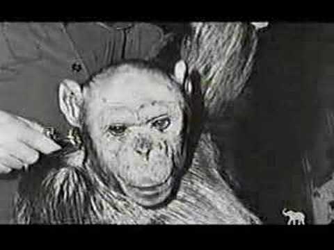 Você conhece Oliver, o espantoso macaco humanóide? | inteligenteonline