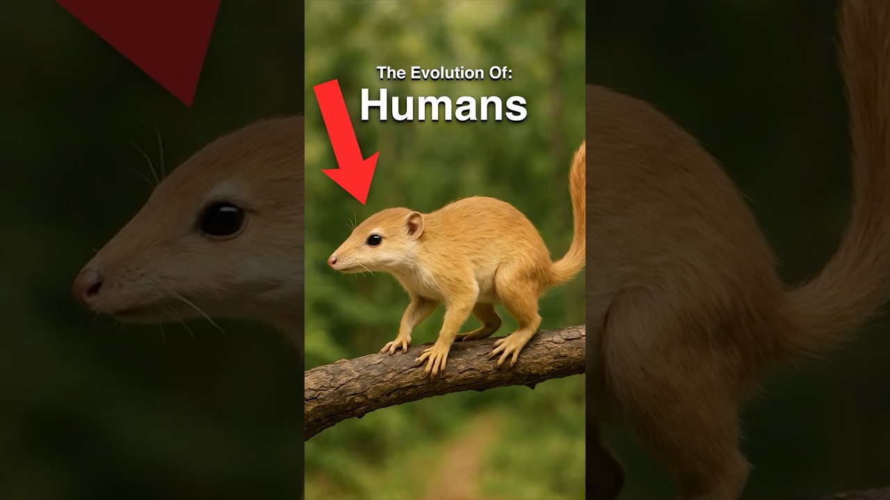 Human Evolution in Under 60 Seconds