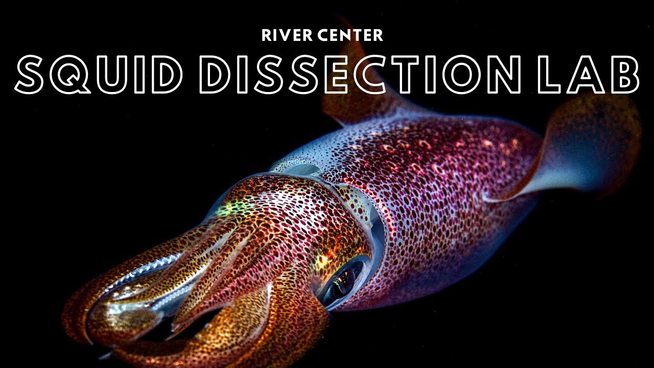 Squid Dissection -Virtual Fieldtrip