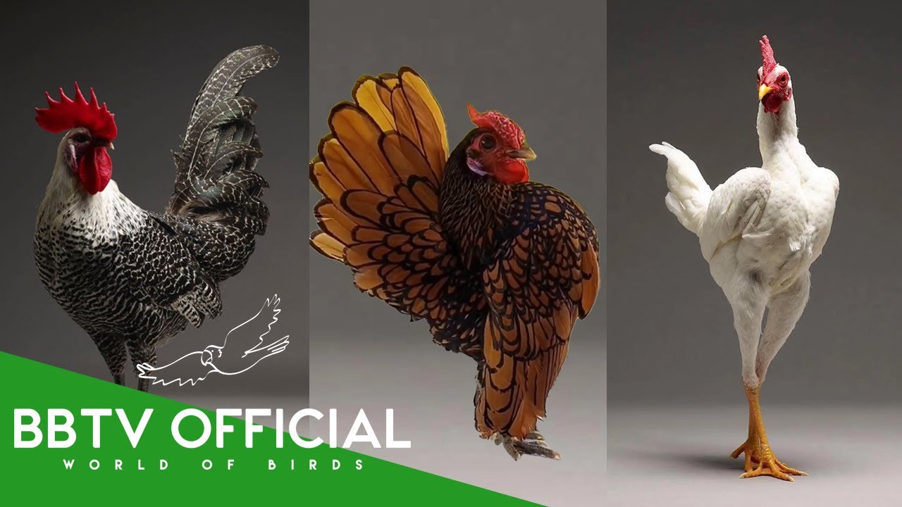 Top 10 Most Beautiful Chicken Breeds Part 1 | BBTV Official | Wildlife Documentary