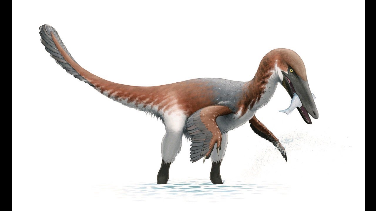 CAPITULO 8: AUSTRORAPTOR CABAZAI